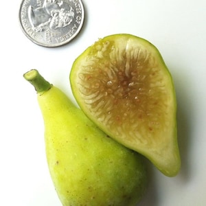 Yellow Long Neck Fig-ficus Carica - Live Well Rooted STARTER Plant - Etsy