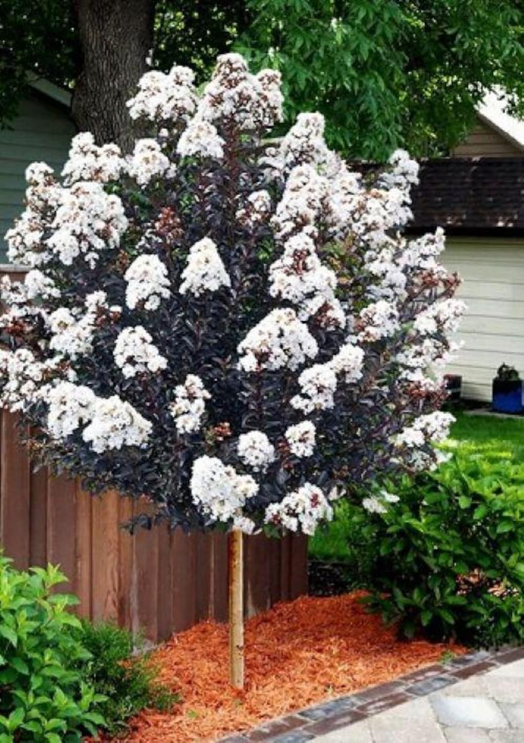 White Lightning Thunderstruck~crepe Crape Myrtle Starter Lagerstroemia ...