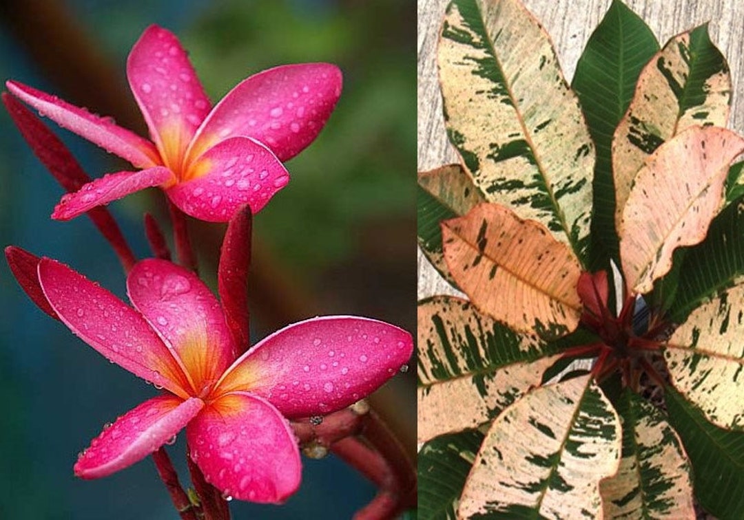 Maya Red Blooming Variegated Leaf Plumeria Rubra Frangipani-fully ...