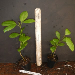 Saritaea Magnifica Glow Vine Rooted STARTER Plant~~extremely Rare Plant ...