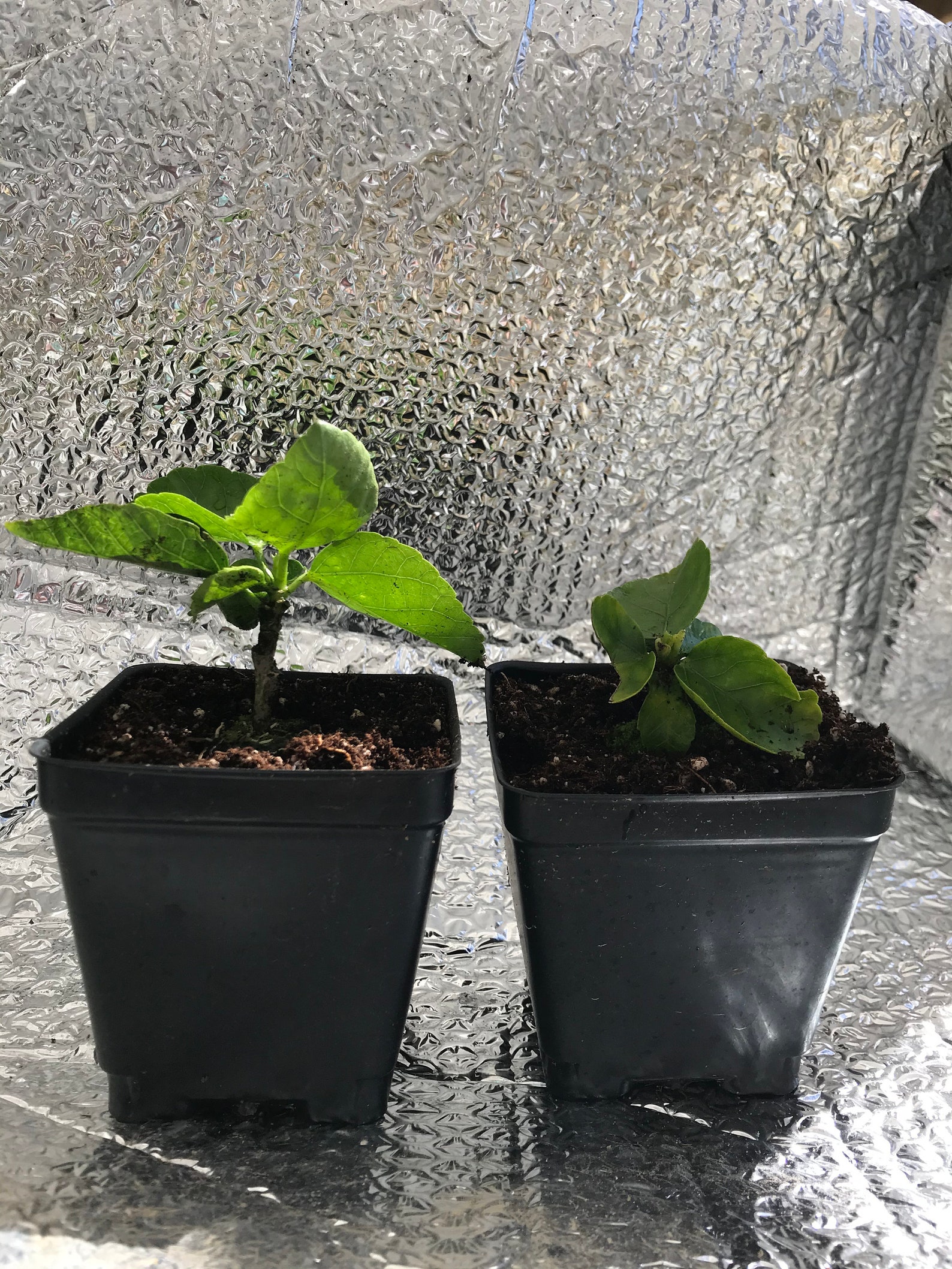 Voodoo Queen**small Rooted Tropical Hibiscus Starter Plant**ships Bare ...