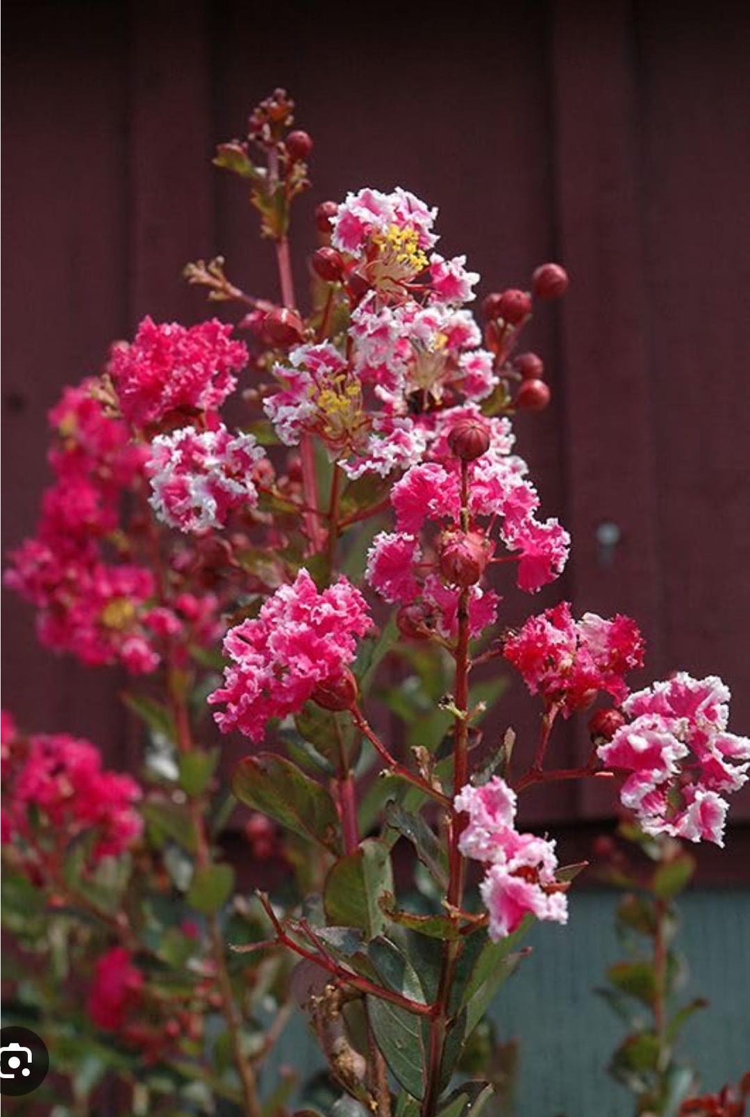 Raspberry Sunday~~crepe Crape Myrtle Starter Lagerstroemia Small Well ...