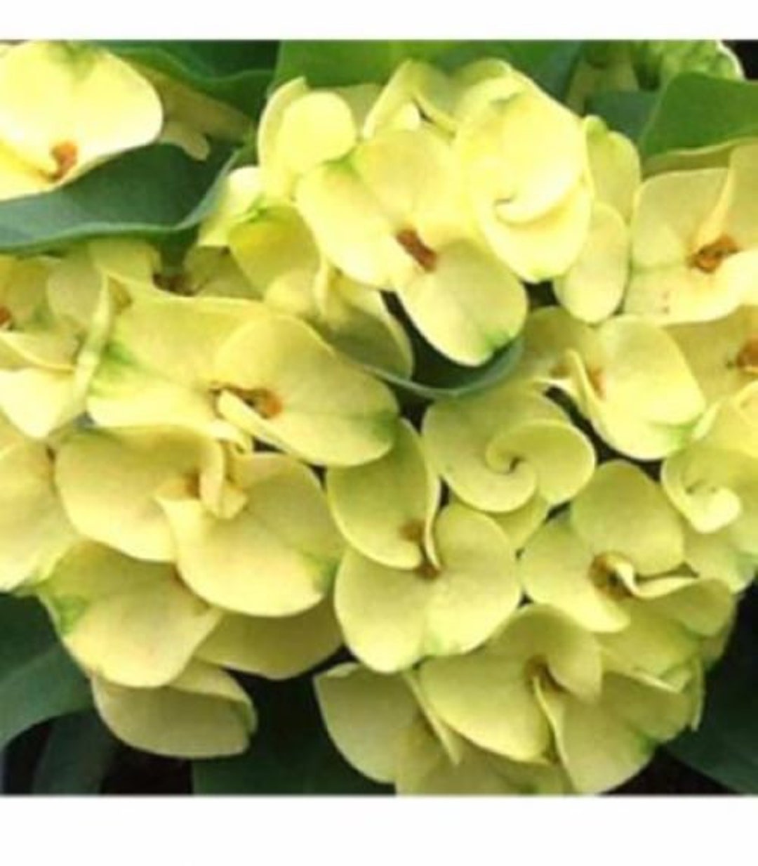 KAMLAI PERM Poon**crown of Thorns-euphorbia Milii*christ Plant**very Small Well Rooted Starter ...