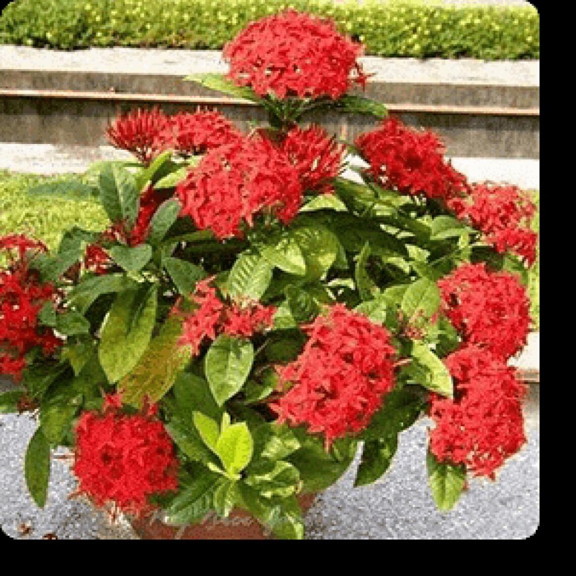 Live Dwarf **RED*** Tropical Ixora Plant Taiwanensis**ships in Pot** - Etsy