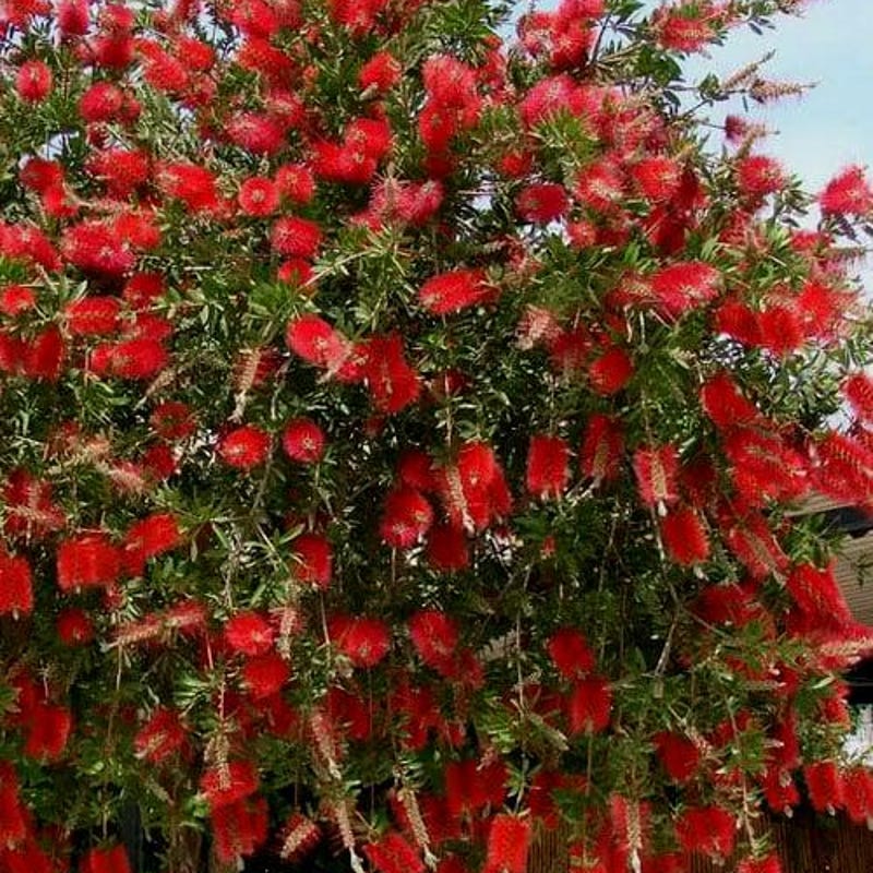 Bottlebrush Trees - Etsy