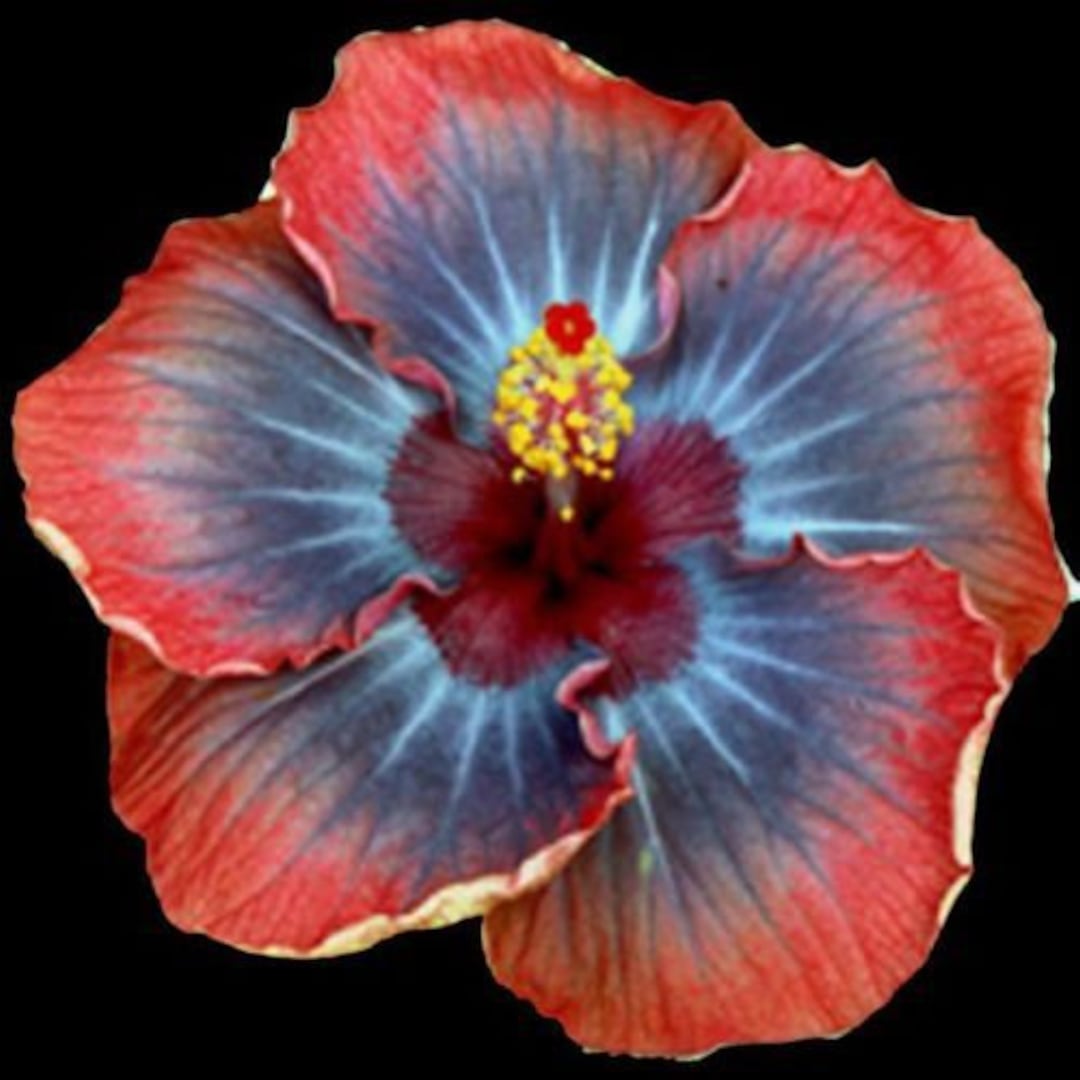 Voodoo Queen**small Rooted Tropical Hibiscus Starter Plant**ships Bare ...