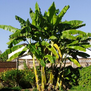 BASJOO Banana Tree~~cold Hardy Musa Live Banana Tree-small Rooted ...