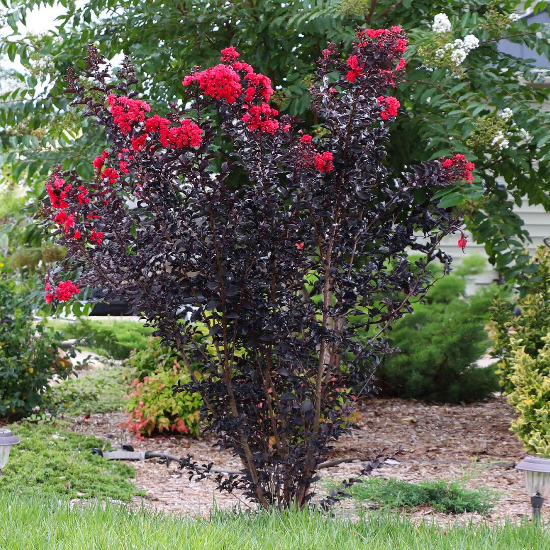 Ruby Thunderstruck~~crepe Crape Myrtle Starter Lagerstroemia Well ...