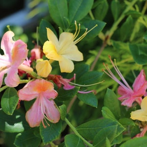 GARDEN Rainbow~azalea Rhododendron~ Starter Plant~~deciduous Rooted ...