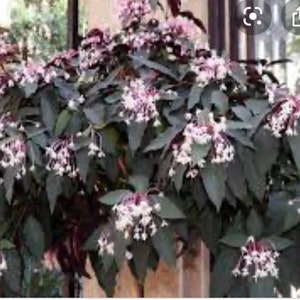 Shooting Star Tree AKA Starburst Tree ~~ Clerodendrum Quadriloculare ...