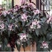 Shooting Star Tree AKA Starburst Tree Clerodendrum - Etsy