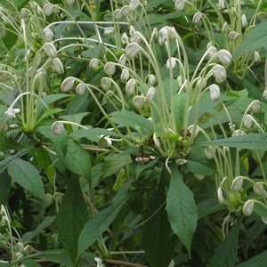 MUSICAL Notes~~clerodendrum Incisum~~small Well Rooted Starter Plant ...