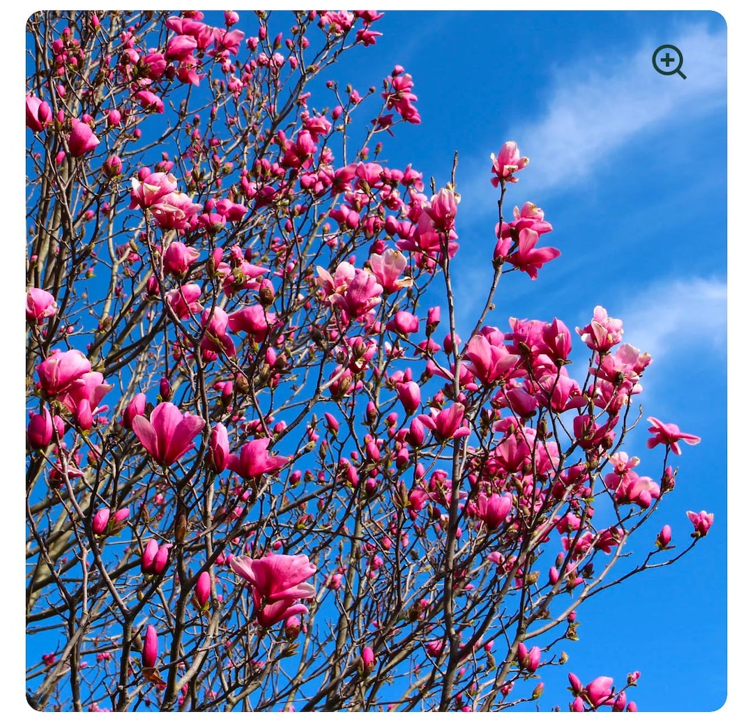 Tinkerbelle~magnolia Hybrid Tree~deep Plum Purple Fragrant Blooms! 20 ...