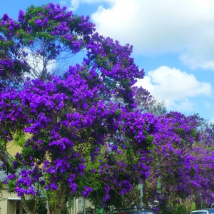 Ecuador Purple Princess Glory Bush Tree Plant~~tibouchina Lepidota ...