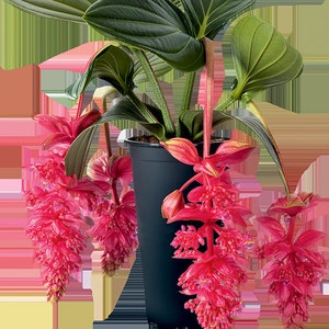 Royal Intenz Magnifica Medinilla Plant~~live Well Rooted Starter Plant ...