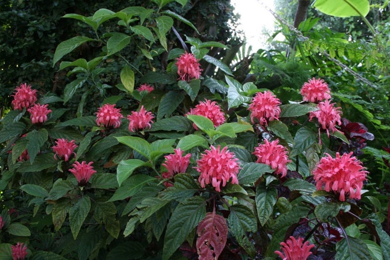 Pink Flamingo Justicia Carnea AKA as Brazilian Plume Jacobinia Plant ...