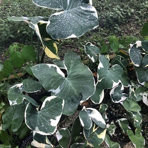 MICKEY MOUSE Xanthosoma Albo Marginata Variegated Alocasia Elephant ...