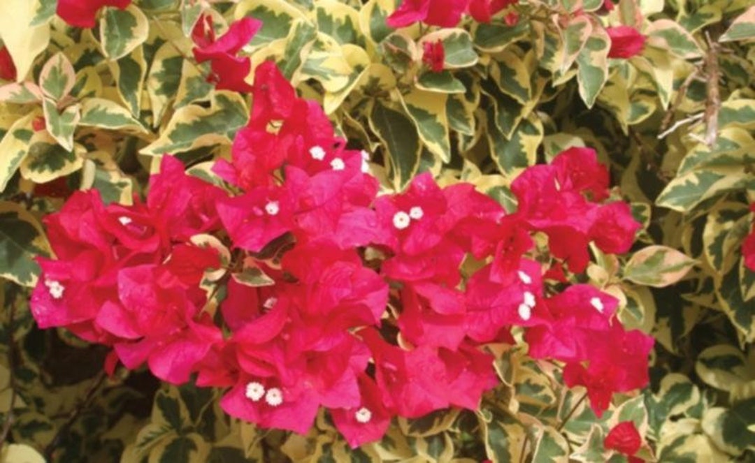 Claret Red Variegated Bougainvillea Small Well Rooted Starter Plant - Etsy