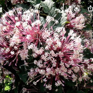 Shooting Star Tree AKA Starburst Tree ~~ Clerodendrum Quadriloculare ...