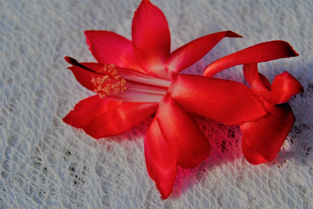 Big Red~christmas Cactus Well Rooted Starter Plant~schlumbergera ...