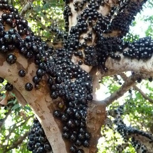Brazilian Grape Tree~~jaboticaba Plinia Cauliflora Sabara Fruit~~small ...