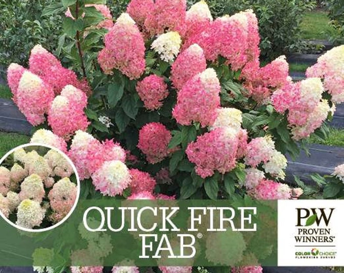 Hydrangea Paniculata Chantilly Lace Flowering Shrub Live Plant - Etsy
