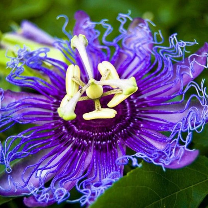 Passionflower Vines Live - Etsy
