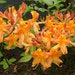 Very Rare~~tipsy Tangerine~~aromi Azalea Rhododendron Hybrid~~deciduous ...