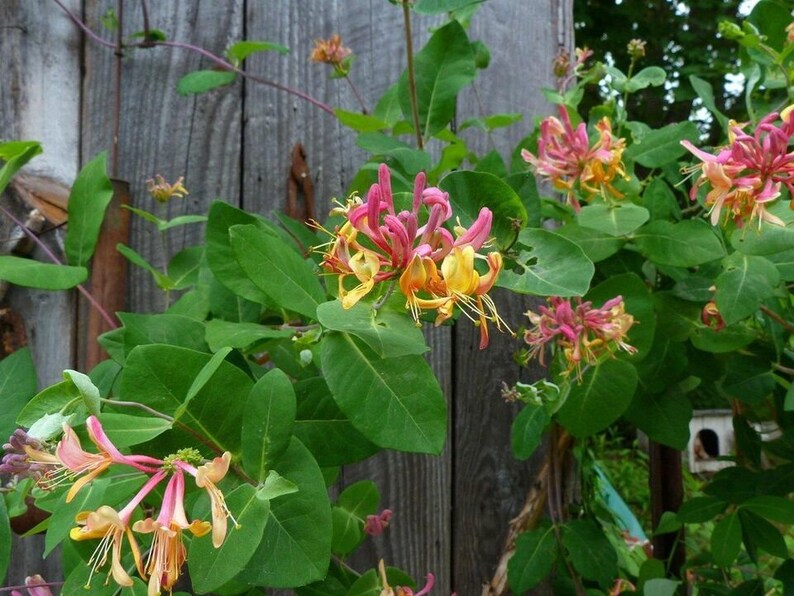 Candy Swirl~honeysuckle Vine~~well Rooted Starter Plant~~ Late Dutch ...