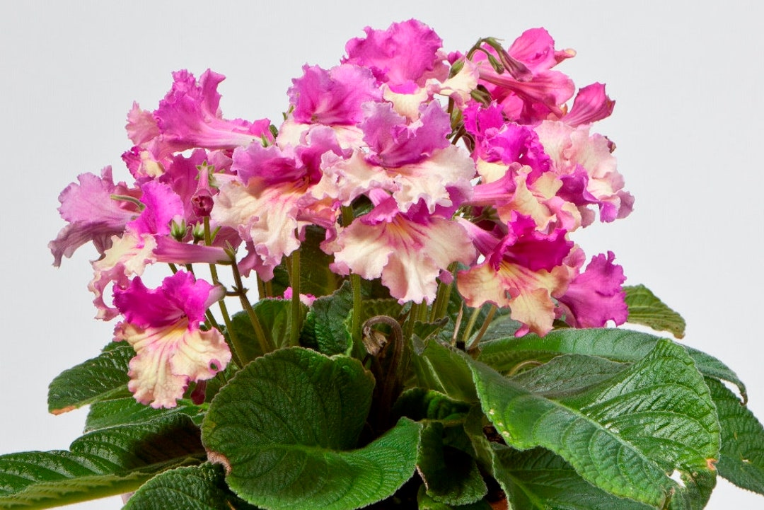 Yellow Pink Cap~~ladyslippers Cape Primrose Streptocarpus ~~SMALLL ...