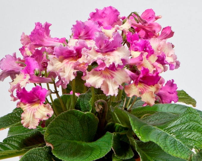 Yellow Pink Capladyslippers Cape Primrose Streptocarpus SMALLL ROOTED ...