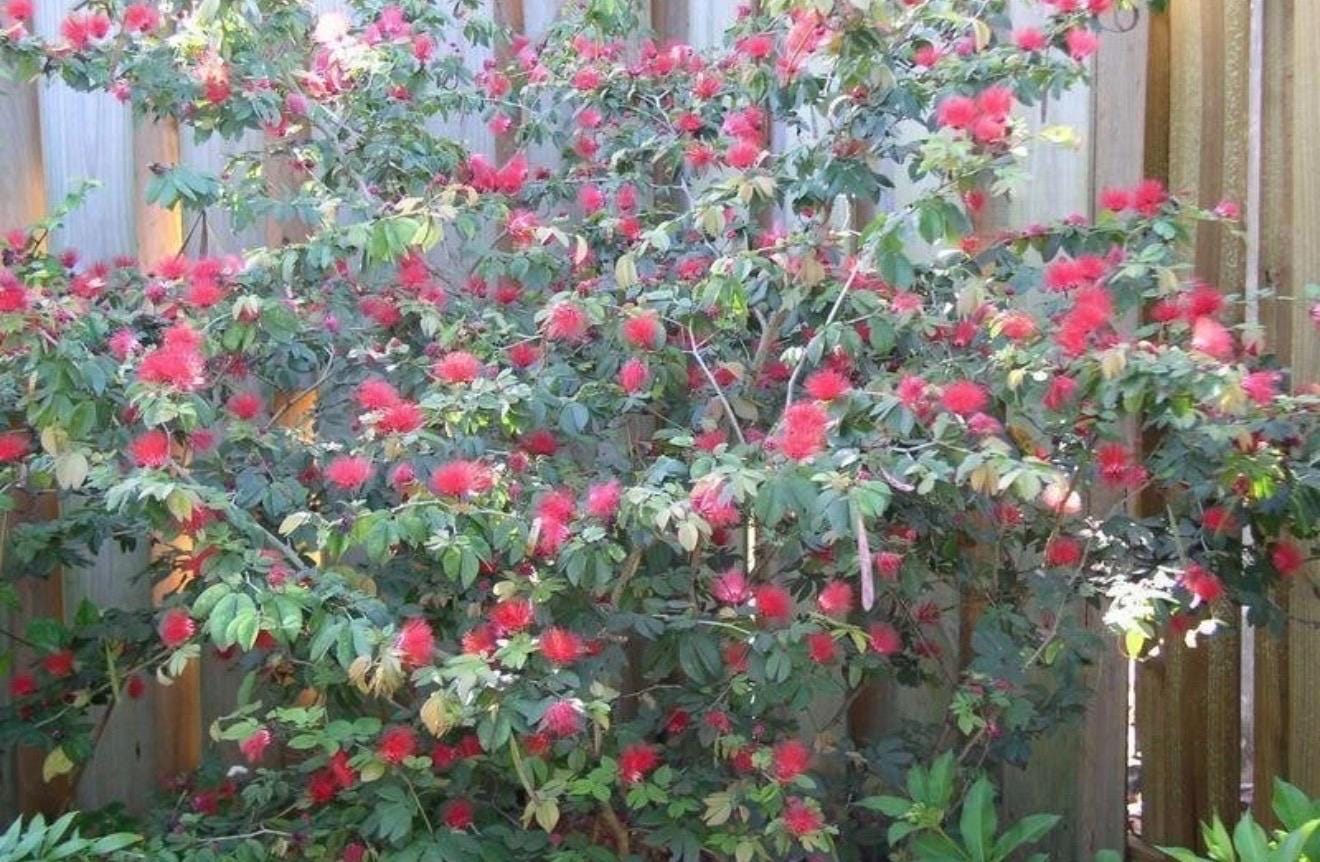 Red Dwarf Powder Puff~rooted Starter Plant~calliandra Haematocephala ...