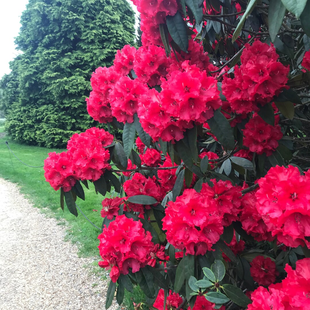 Jean Marie De Montague~rhododendron~large Rooted Plant~blood Red ...