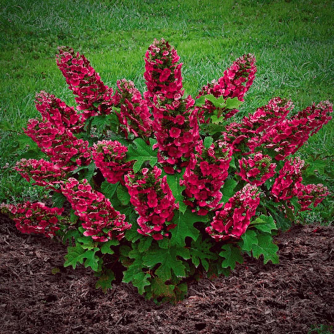 Ruby Slippers Oak Leaf*hydrangea 10-12” Starter Plant*opens Solid White ...