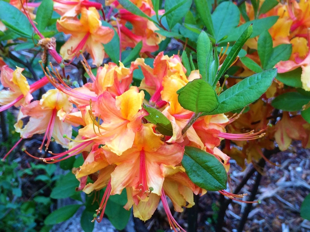 Tallulah Sunrise AKA Pat Ryan~~large Azalea Rhododendron Deciduous ...