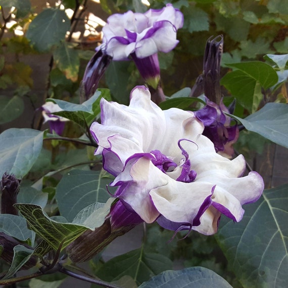 Datura Metel 'fastuosa' Double Purple Datura 5 - Etsy