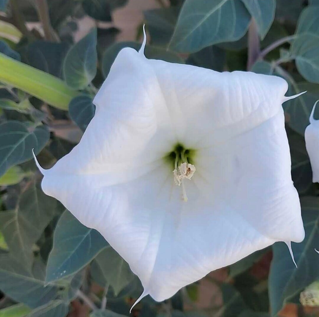 Datura Innoxia, White Datura - 5 Seeds - Etsy