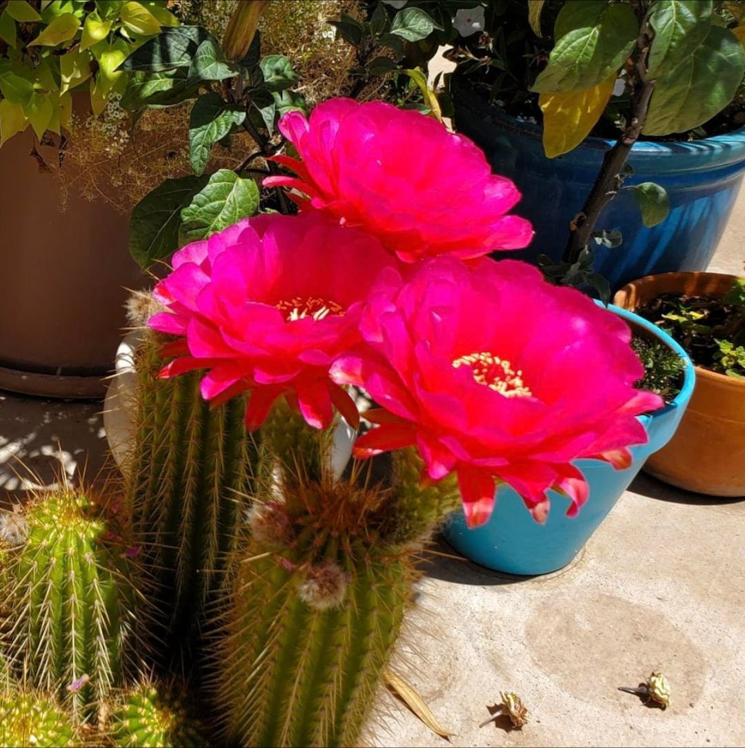 6"-6.5" Hot Pink Cactus Cutting - Trichopsis Hybrid Cv. Gräser Freude ...