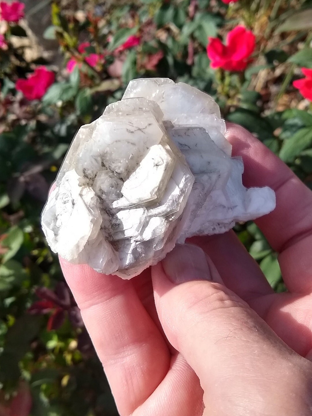 Poker-chip Calcite. Deep Pink Glow Under Near UV Light. Nice Mineral ...