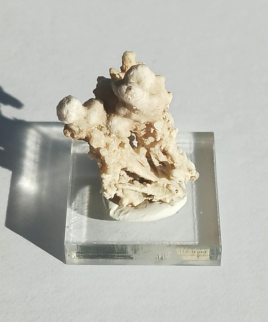 Aragonite Thumbnail 'coral / Stalagmite' Formation Mineral Specimen ...