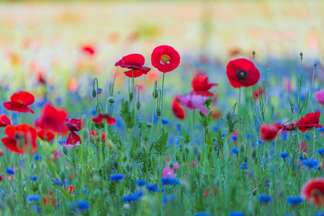 Poppy Field Print: Floral Landscape Photography, Veteran Tribute - Etsy