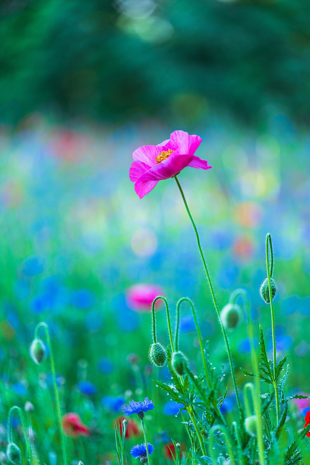 Pink Poppy Field Photo Print: Floral Home Decor - Etsy