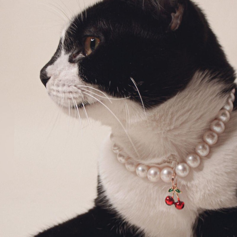 10 Cat Collar - Etsy