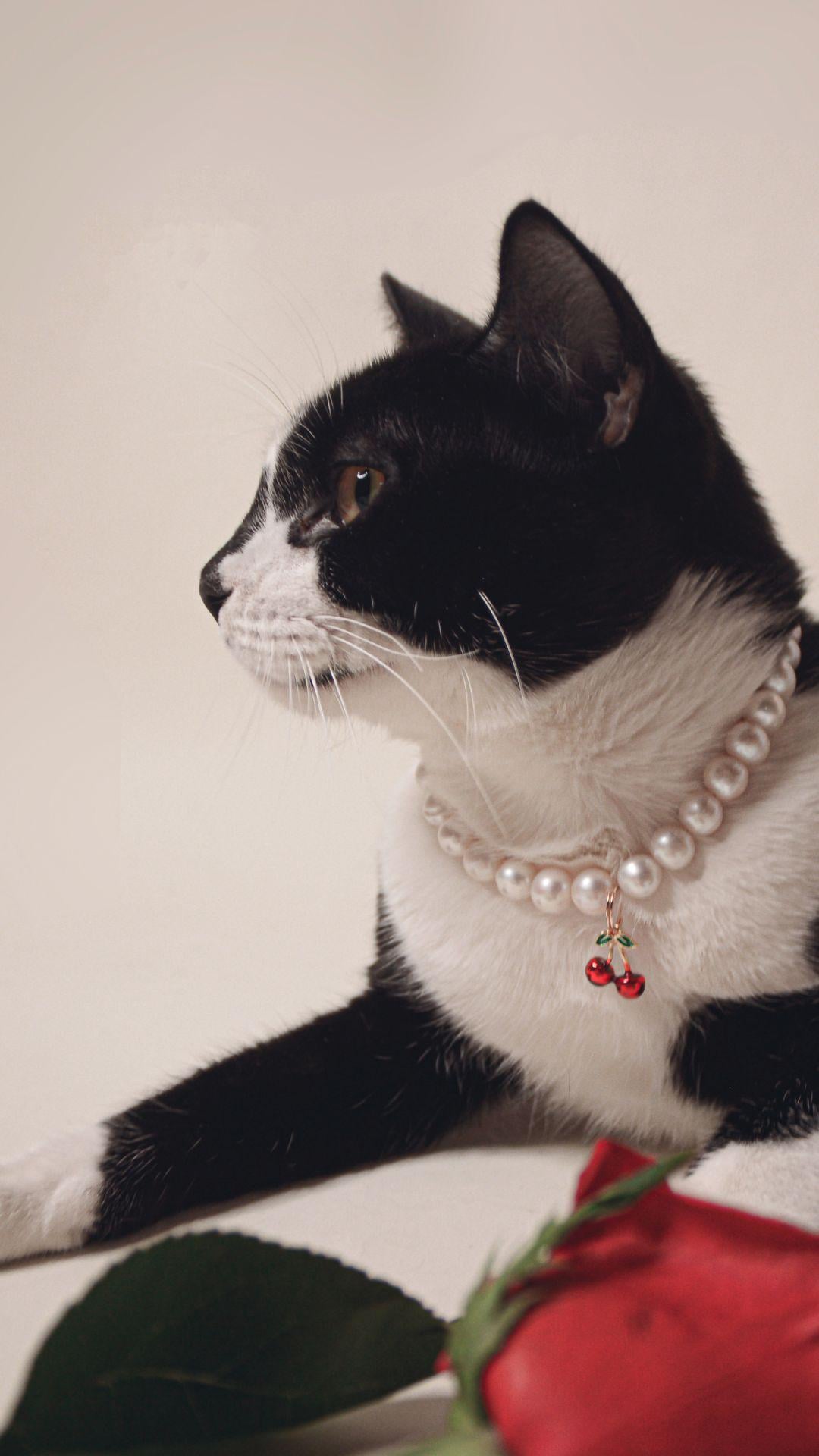 Personalized Cat Pearl Collar | Breakaway Safety, Letter Charms ｜FREE ...