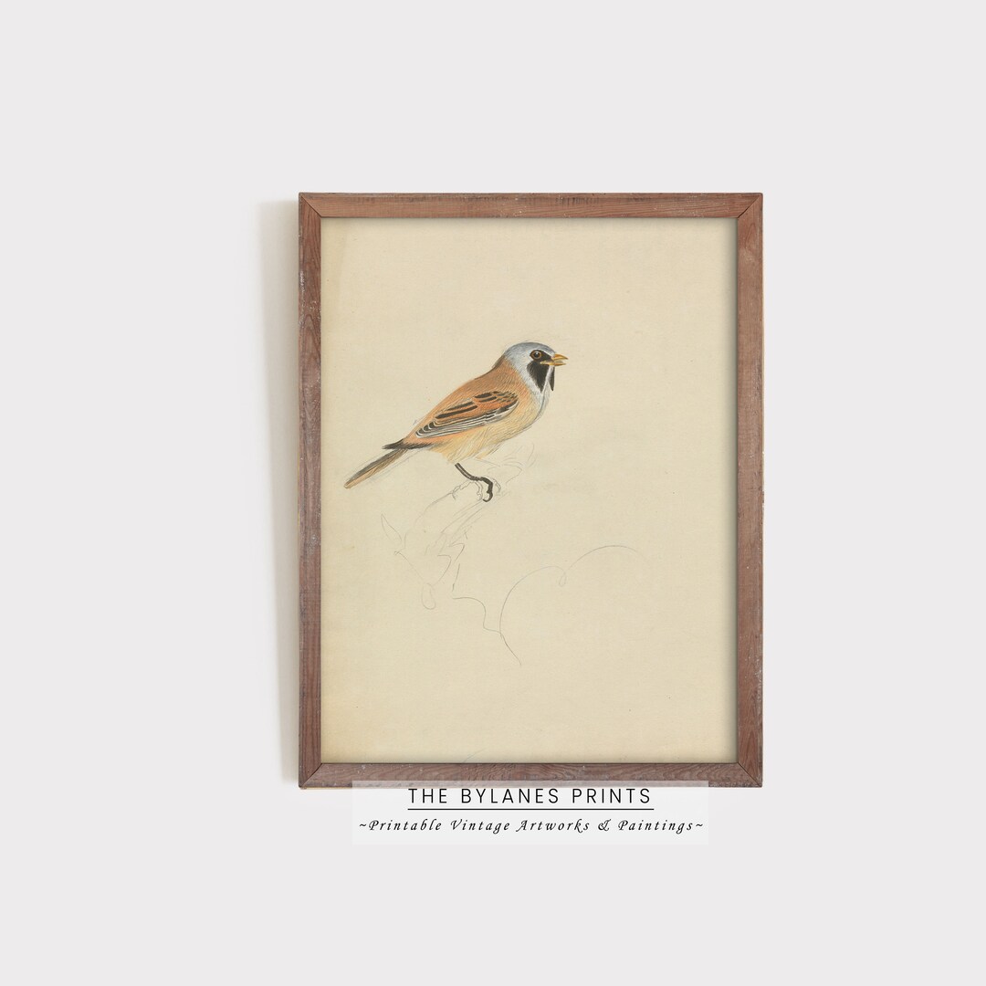 Neutral Tone Bird Illustration Sparrow Bird Sketch Drawing Antique Bird ...