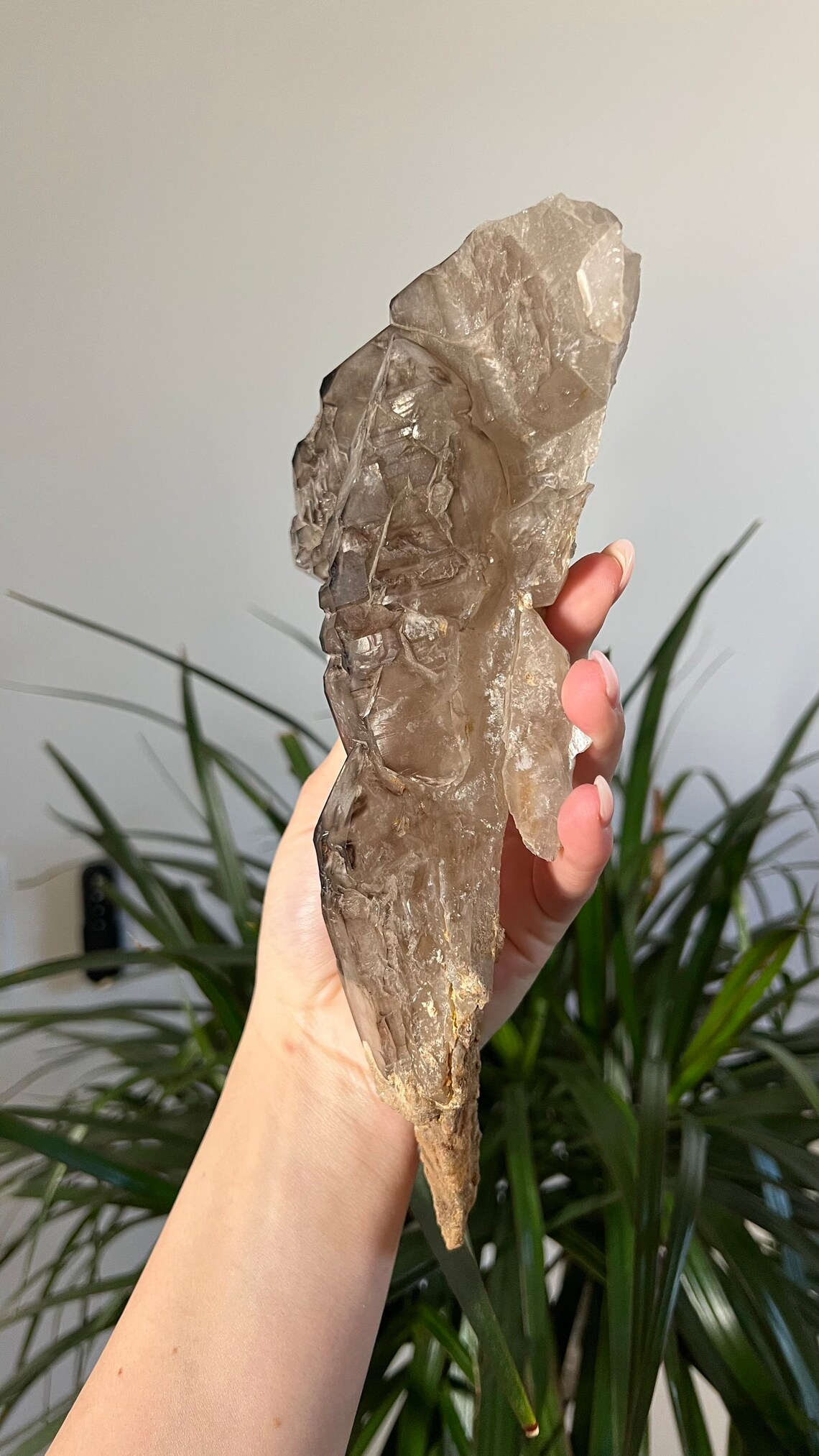 Elestial Smoky Crocodile Quartz Crystal Natural Smoky Alligator ...