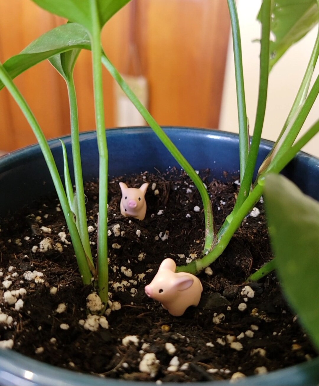 Set of 2 Adorable Miniature Pig Plant Critters. Fairy Garden Figurines ...