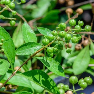 Henna Plant | Maruthani | Mehendi, Mehdi, Mendi, Mailanji | Egyptian ...