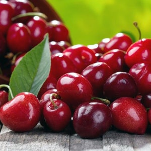 Lovelolikka | Lubikka Live Plant | Indian Coffee Plum | Scramberry ...