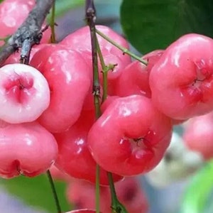 Rose Water Apple Live Sapling | Champa Fruit | Jambakka Fruit | Jamba ...